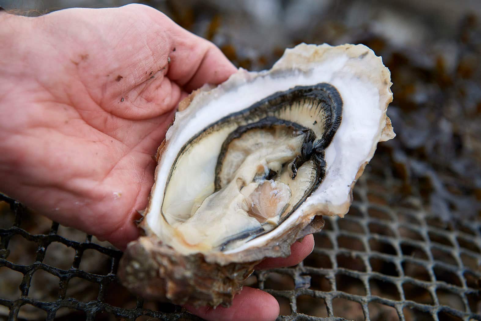 [ACTUALITÉS] Des huîtres en direct de Bretagne - Cœur Paysan Mulhouse